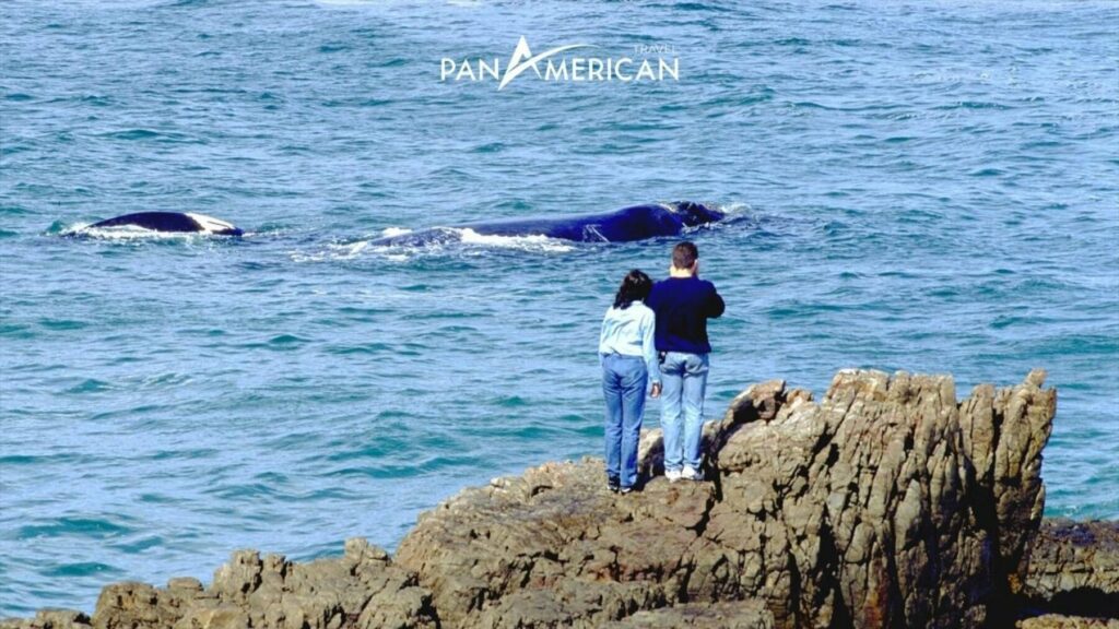 Săn cá voi tại Hermanus - Du lịch Nam Phi - PANVISA.COM.VN